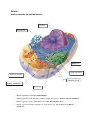 Organelle Functions and Cell Structures Explained | Course Hero