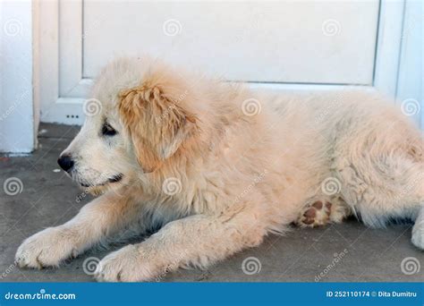 Cão Pastor Carpata Romano 44 Foto De Stock Imagem De Especial Sendo 252110174