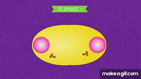 Meiosis Where The Sex Starts Crash Course Biology On Make A GIF