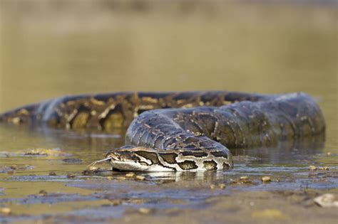 Without Natural Predators Floridas Python Population Grows