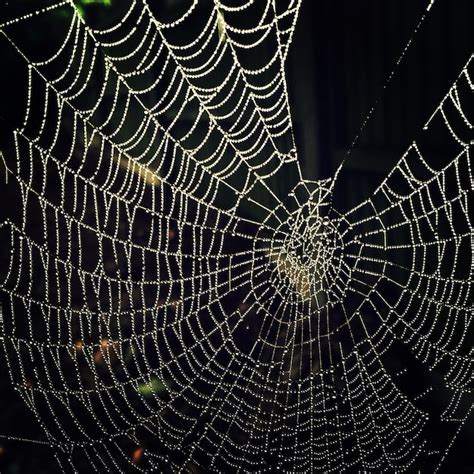 Premium Photo Low Angle View Of Spider Web