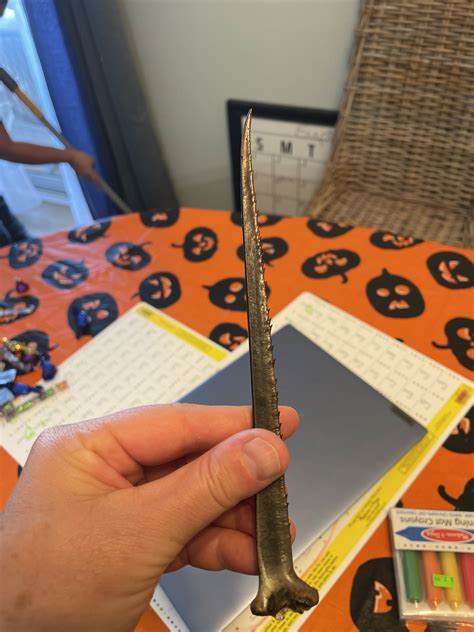 What Is This Not A Fossil General Discussion The Fossil Forum