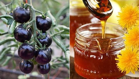 ბაბუაწვერას მურაბა იასამნისფერი სტაფილო და შავი პომიდორი წნორიდან როდიდან შეძლებს