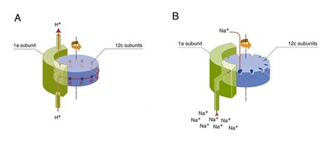 13 Theoretical Models Of The ATP Synthase F O Domain And The Generation Download Scientific