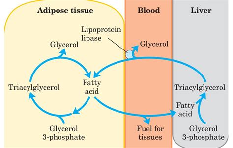 Figure 23 From Lipid Biosynthesis
