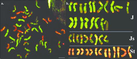 Results Of Multicolour Genomic In Situ Hybridization On Thinopyrum