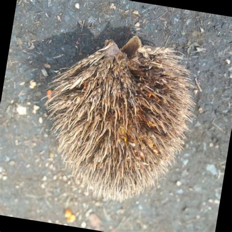 Finetuning Object Detection Dataset By Fine Tuning