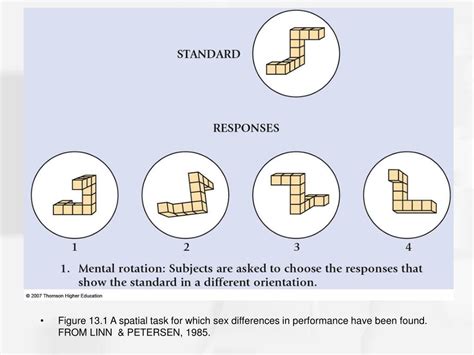 Ppt Chapter 13 Sex Differences And Gender Role Development Powerpoint Presentation Id 158942