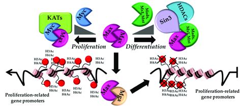 The Myc Max Network Picture Depicting Max As The Central Hub For The Download Scientific