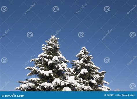 Trees Covered By Snow Stock Image Image Of White Snow