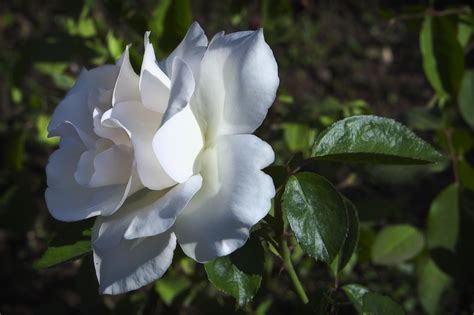 장미 하얀색 자연 흰 Pixabay의 무료 사진 Pixabay