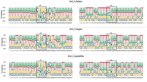 conducting motif logos analysis on positive and negative datasets of
