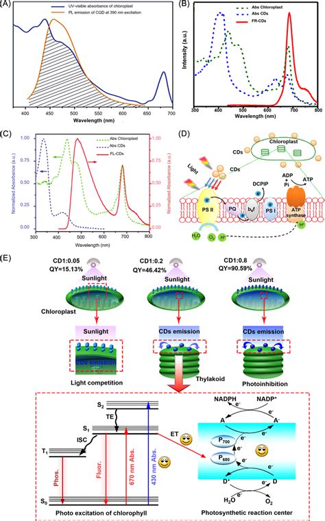 Fluorescent Carbon Dots Cds Enhanced Photosynthesis As Artificial
