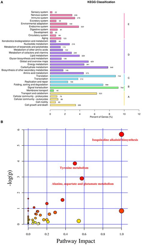 Kegg Classification And Key Kegg Pathway Analysis Of Transcriptomics Download Scientific