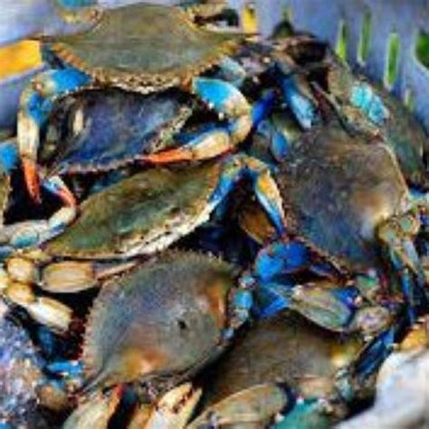 Crab Species Datasets Kaggle