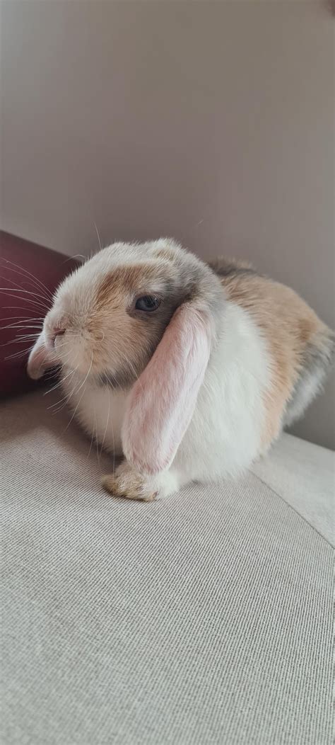 What Sex Is My Rabbit Rrabbits