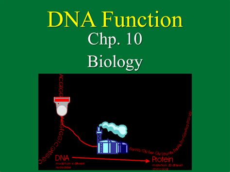 DNA Function Chp Biology