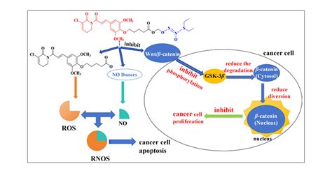 Discovery Of Cytotoxic Nitric Oxide Releasing Piperlongumine