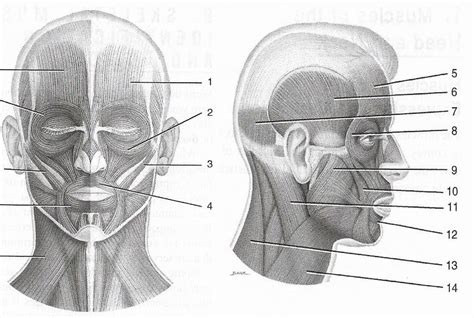 Criteria For Naming Skeletal Muscles Diagram Quizlet