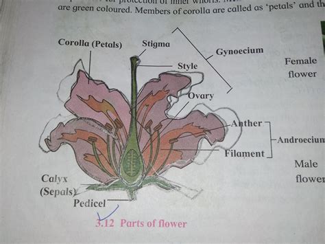 Hermaphrodite Flowers Understanding Perfect Or Bisexual Flowers Pempaw