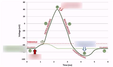 Action Potential Diagram Quizlet