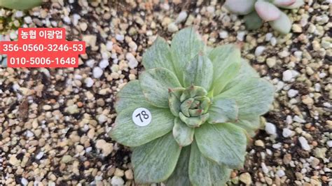 아침노을다육 Tv 라이브 방송 Youtube