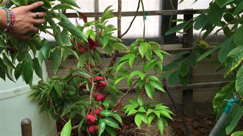 Dwarf Lychee Tree