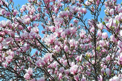 Magnolien - Botanikus