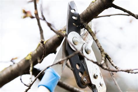 What Does A Tree Surgeon Do And When To Hire