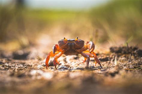 12 Different Types Of Crabs A Dive Into The Diverse Species Decoding