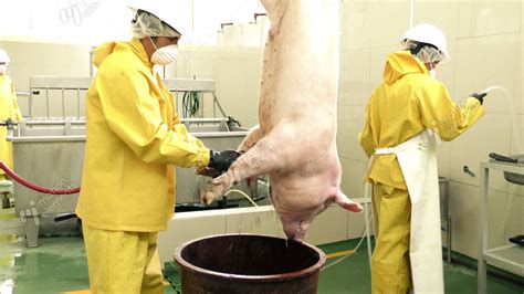 Pig Bleeding After Being Stunned And Hoisted In Slaughterhouse Stock video footage | 8350511