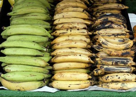 Plantain Vs Banana Know The Difference Northern Nester OFF