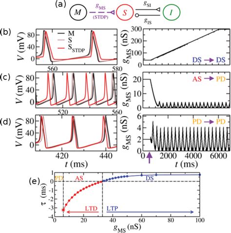 Stdp In A Microcircuit Of Three Neurons A Three Neurons Coupled By