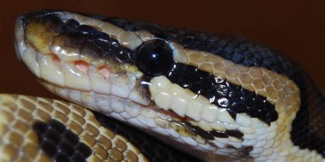 Python Regius Thermoreceptors Heat Pits Detail By Antonioshadow On