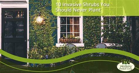 Landscaping Invasive Shrubs You Should Never Plant