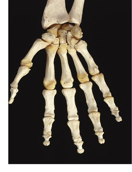 Phalanges Anterior Diagram Quizlet