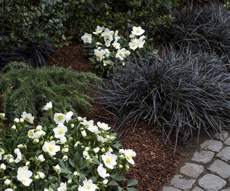 Companion Plants Helleborus