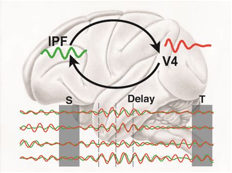 Synchronized Brain Oscillations Crucial For Short Term Memory