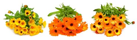 흰색 배경에 고립 된 잎 금송화 Officinalis 꽃다발의 컬렉션 꽃 메리 골드 약용 식물 황금 꽃잎 평면 누워 평면도 꽃 패턴 개체 프리미엄 사진