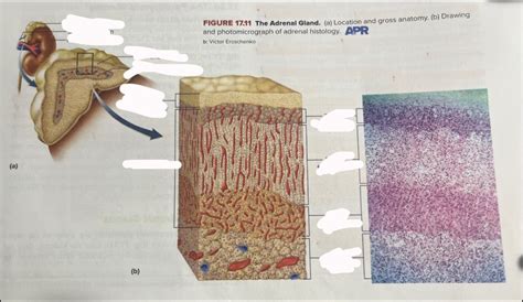 Adrenal Gland Diagram Quizlet