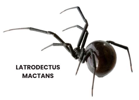 Latrodectus Mactans L