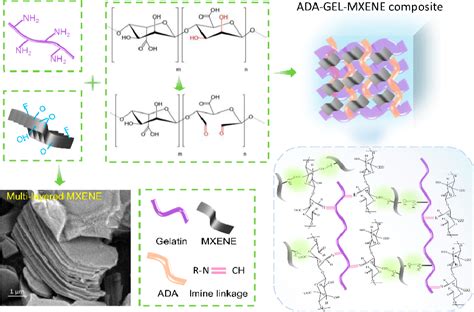 Figure 1 From Electroactive Oxidized Alginategelatinmxene Ti3c2tx Composite Hydrogel With