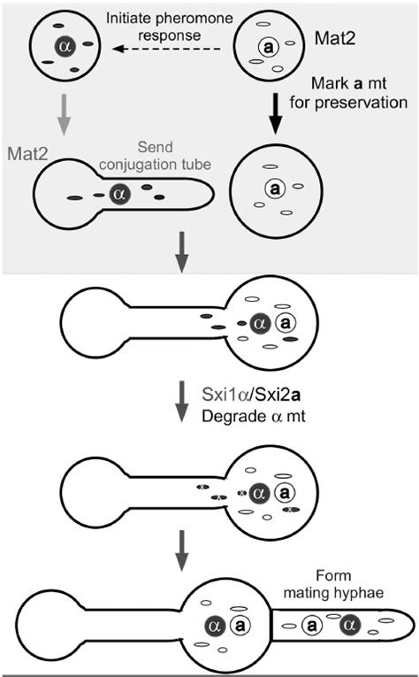 Model Of Mtdna Inheritance In Cryptococcus Under Mating Inducing Download Scientific Diagram