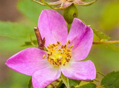 Plant Families Botany In A Day Flashcards Quizlet