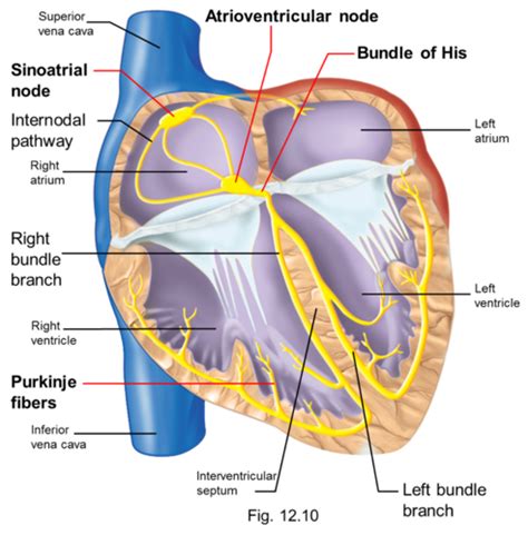 EXAM 3 Lect 14 Cardiac Muscle Contraction Flashcards Quizlet