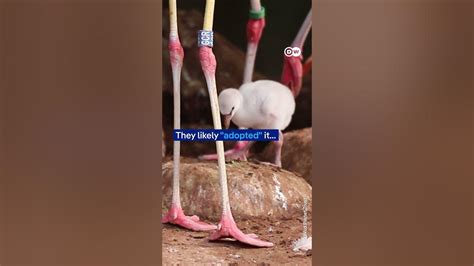 Same Sex Flamingo Couple Successfully Hatch An Egg Together At A Uk Zoo