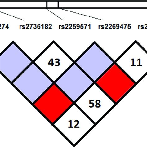 Schematic Representation Of The HLA Region And Extended HLA Haplotypes Download Scientific