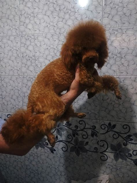 თოი პუდელი პიკასო და მისი შვილები Facebook