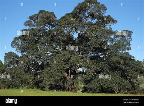 Profile View Of The Full Canopy A Large Old Moreton Bay Fig Tree In