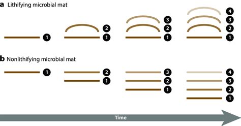 Schematics Comparing Iterative Accretion In A A Lithifying Microbial